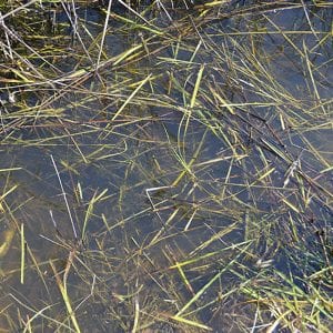 Buy still water 250ML online for 9,95€ | AK-Interactive